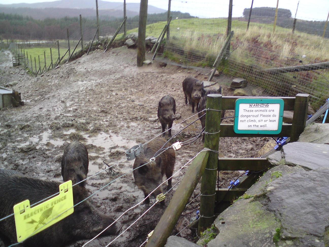 Wild Boar, Bison and mass media coverage. | Life since the office