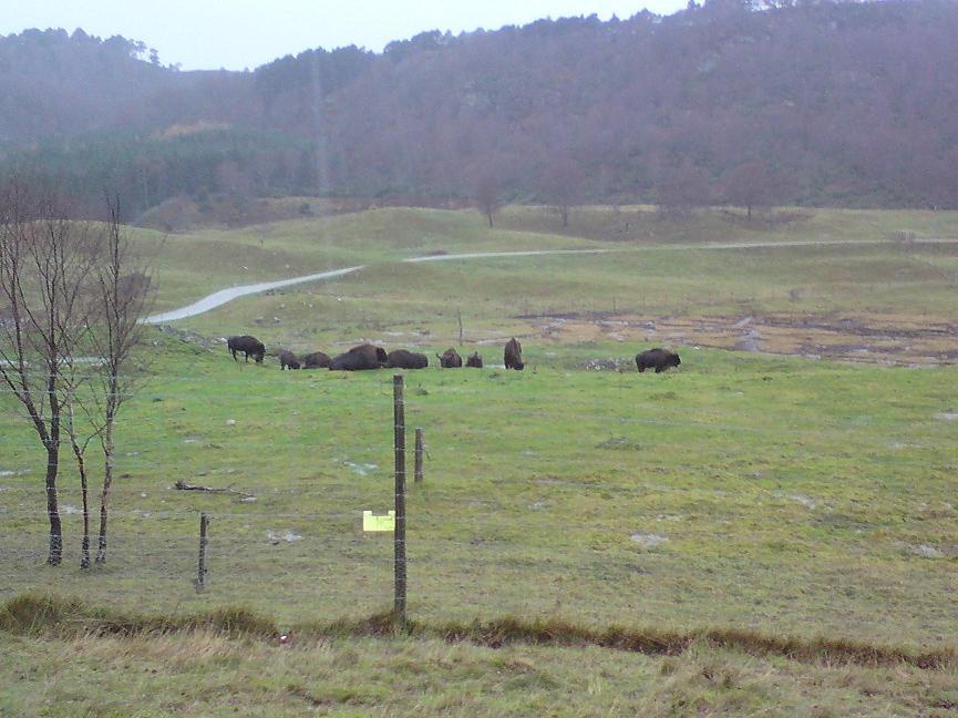 Wild Boar, Bison and mass media coverage. | Life since the office